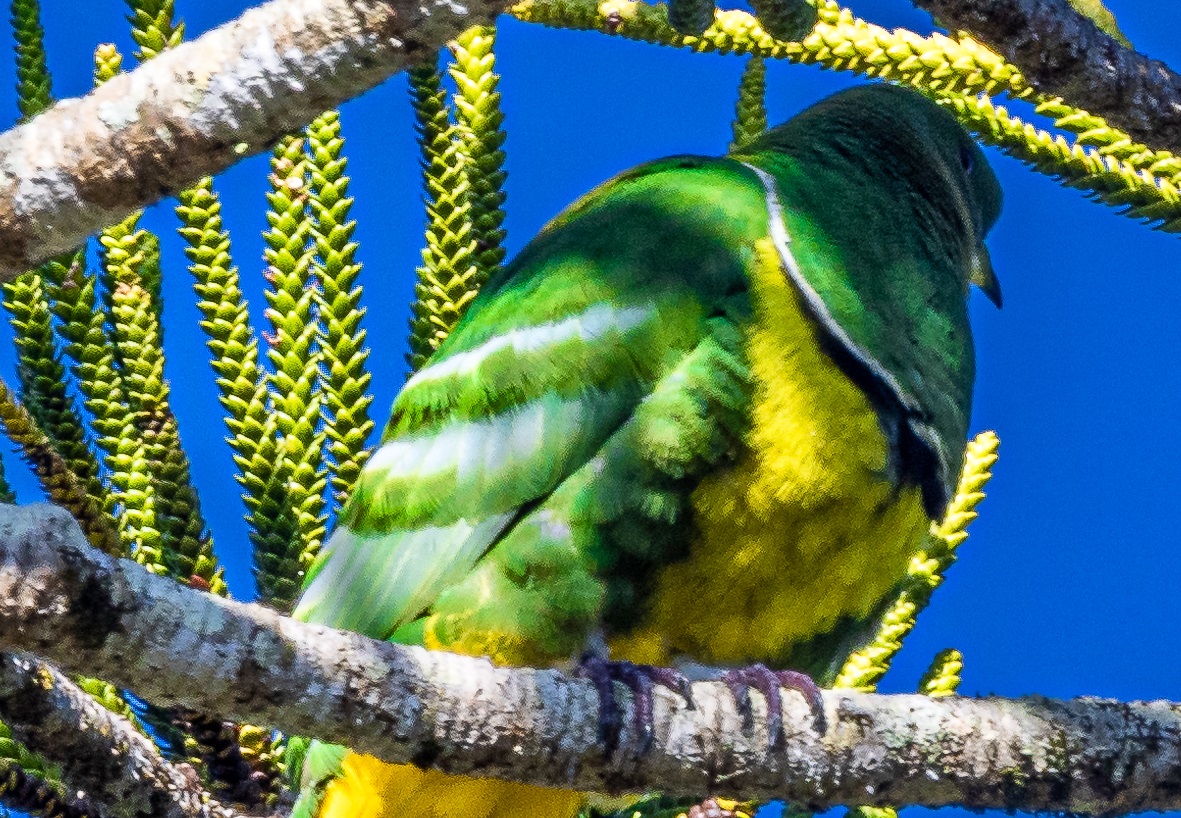 Observation d'oiseaux sur la grande Terre en Nouvelle-Calédonie - CAT'LEYA