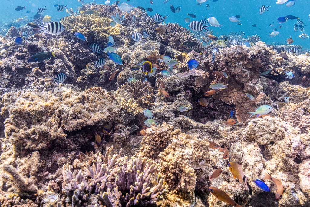 Le monde sous-marin de la Nouvelle-Calédonie - CAT'LEYA